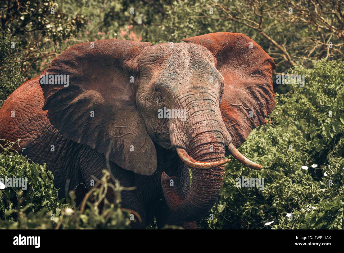 Tsavowest hi-res stock photography and images - Alamy