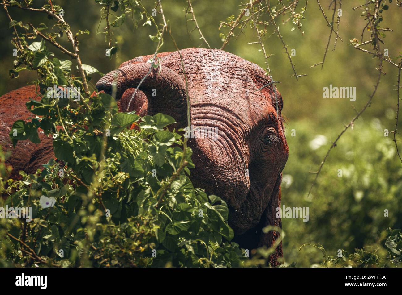 Red Elephant while eating Stock Photo - Alamy