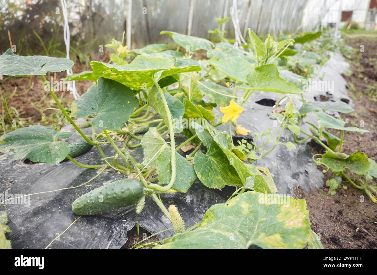 Close up picture of cucumber on patch covered with plastic mulch ...