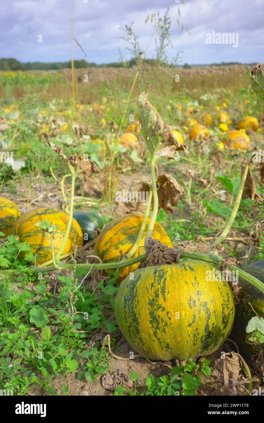 Selective agriculture hi-res stock photography and images - Alamy