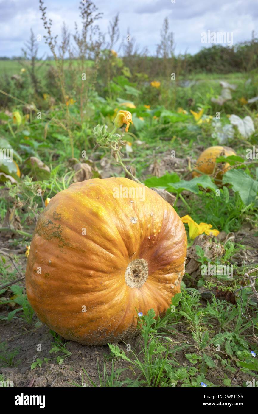 Vegetable field crop pumpkin hi-res stock photography and images - Alamy