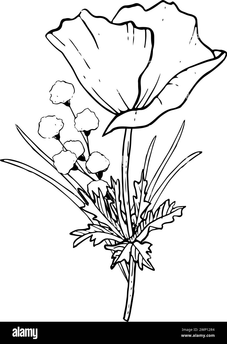 Poppy Field Drawing Easy