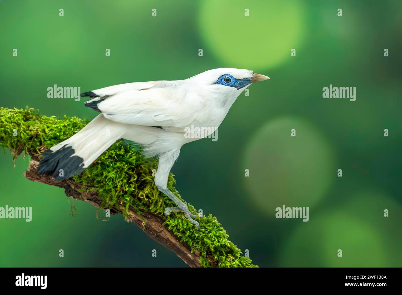 Leucopsar rothschildi endangered hi-res stock photography and images ...