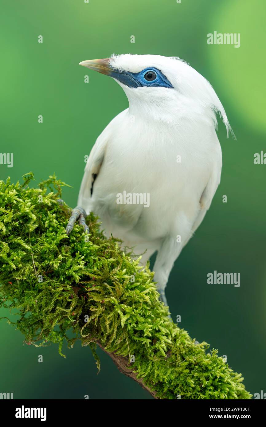 Leucopsar rothschildi endangered hi-res stock photography and images ...