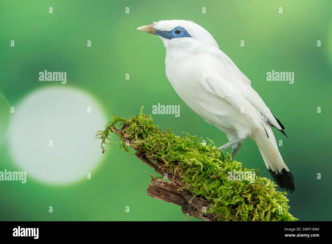 Bali myna, Leucopsar rothschildi Stock Photo - Alamy