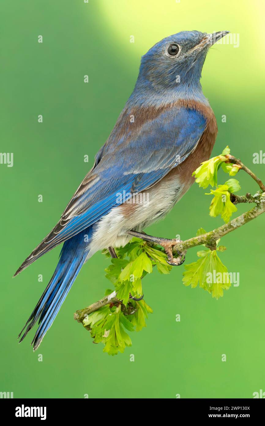 western bluebird, Sialia mexicana Stock Photo - Alamy