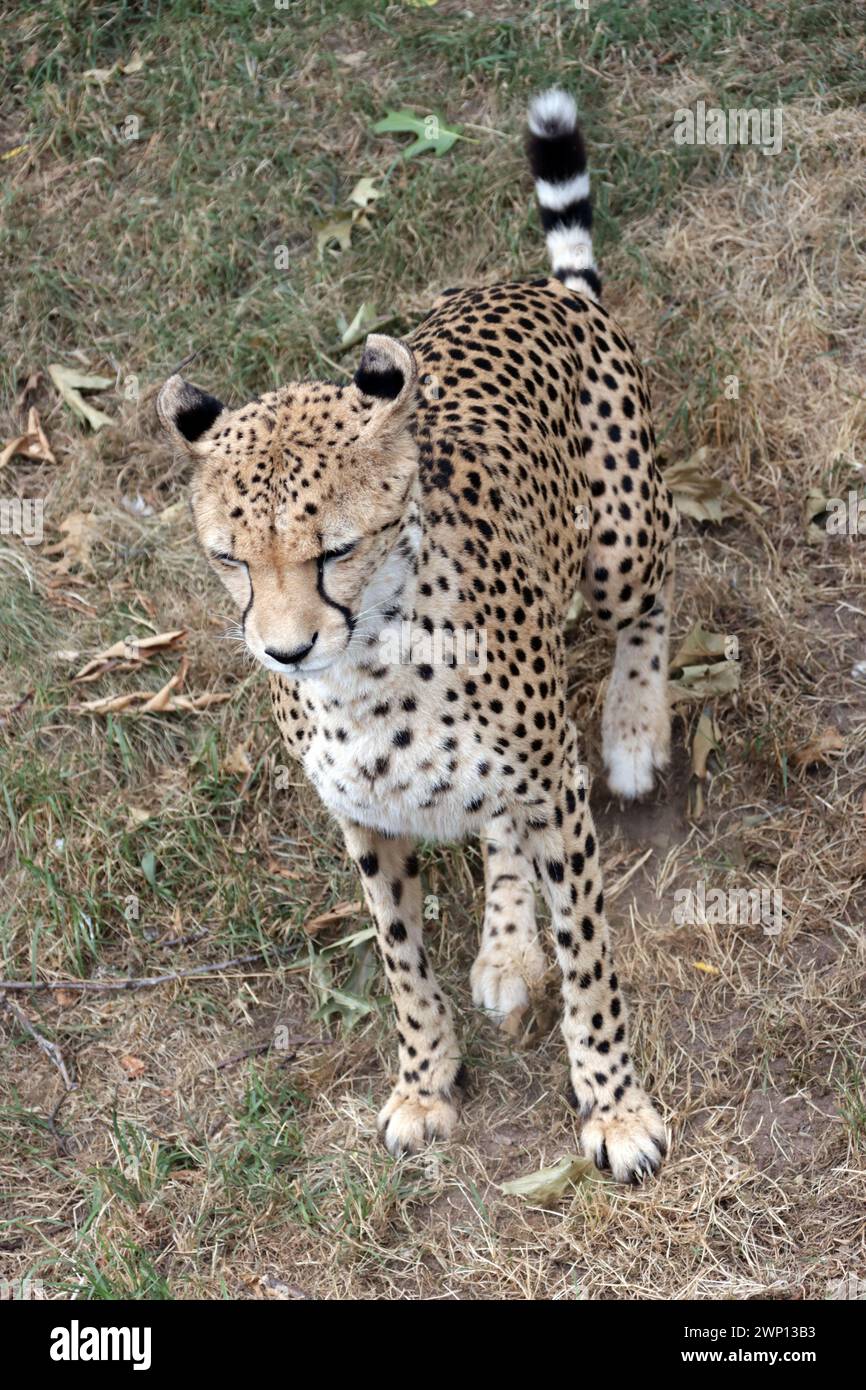 Zoo gepard hi-res stock photography and images - Alamy