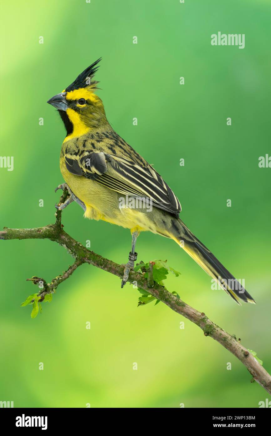 yellow cardinal, Gubernatrix cristata Stock Photo - Alamy