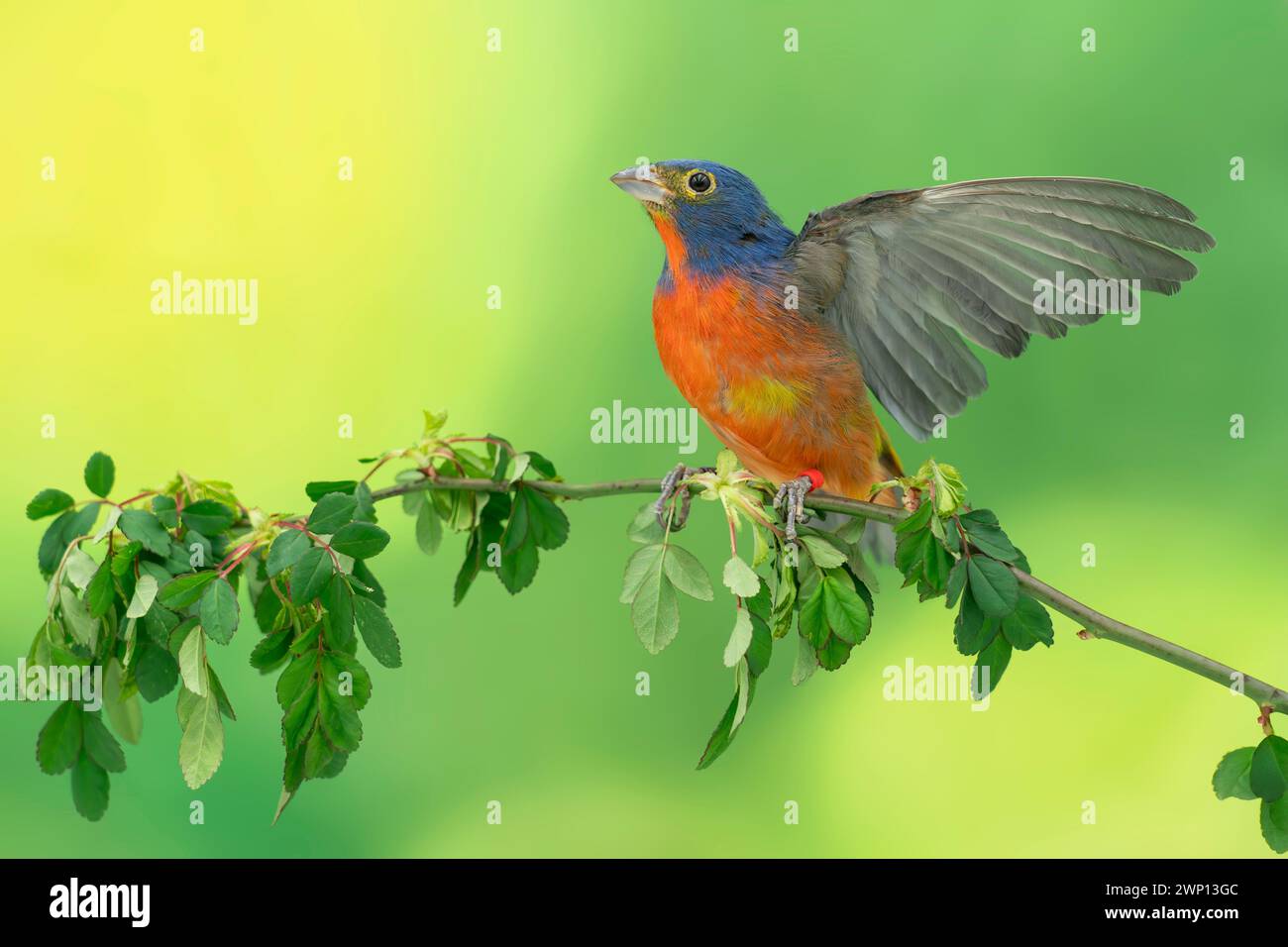 painted bunting, Passerina ciris Stock Photo - Alamy