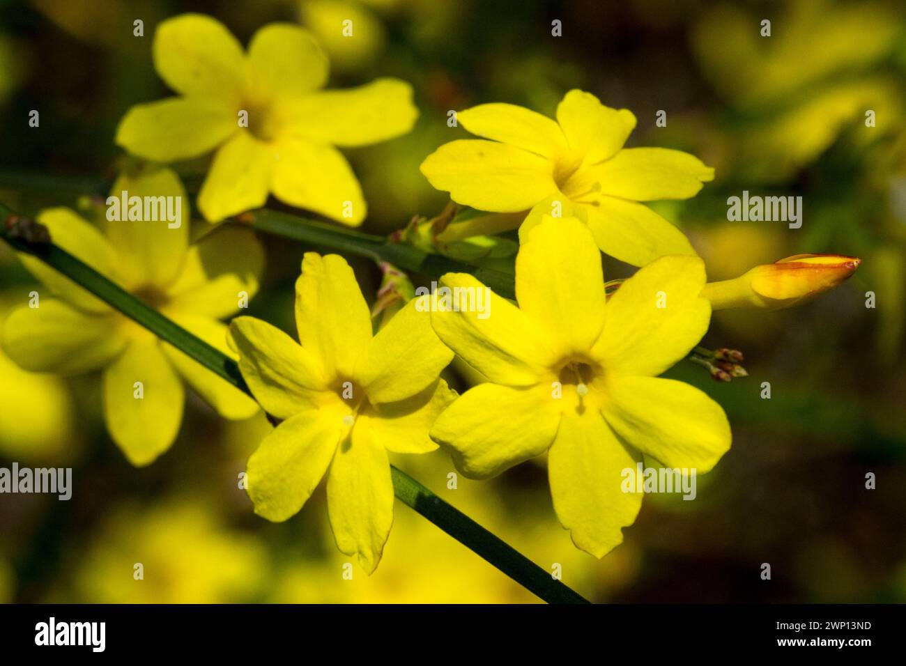 Yellow Winter Flowers Winter-Flowering Jasmine Flower Jasminum ...