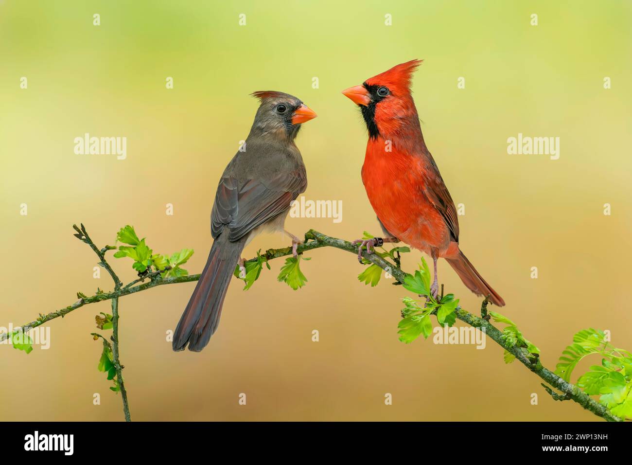 northern cardinal or red cardinal, Cardinalis cardinalis Stock Photo ...