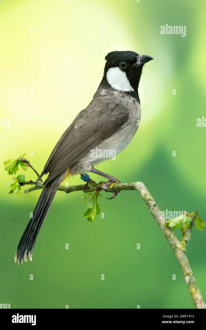 white-eared bulbul, Pycnonotus leucotis Stock Photo - Alamy