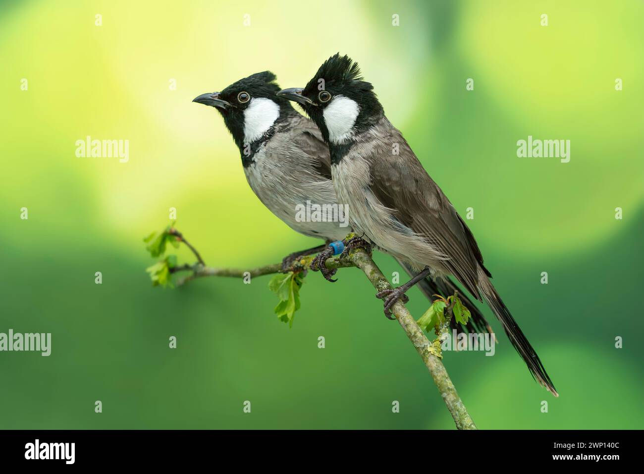 Leucotis pycnonotus hi-res stock photography and images - Alamy