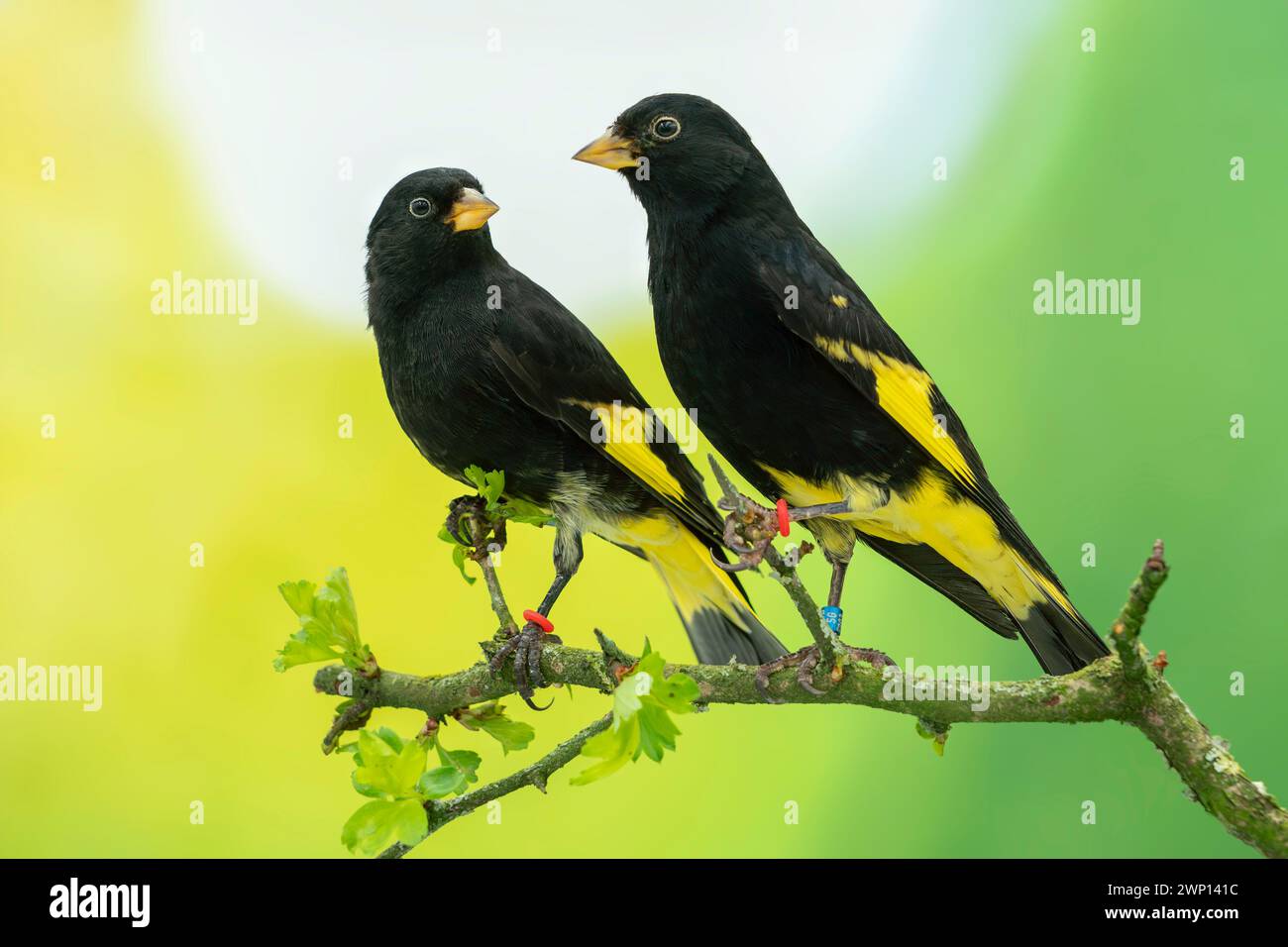 Black siskin hi-res stock photography and images - Alamy