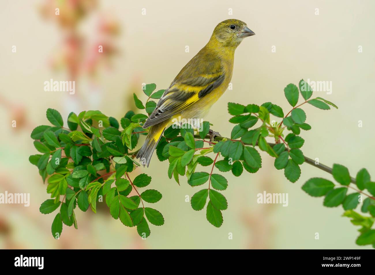 black-headed siskin mutation single factor pastel, Spinus notatus Stock ...