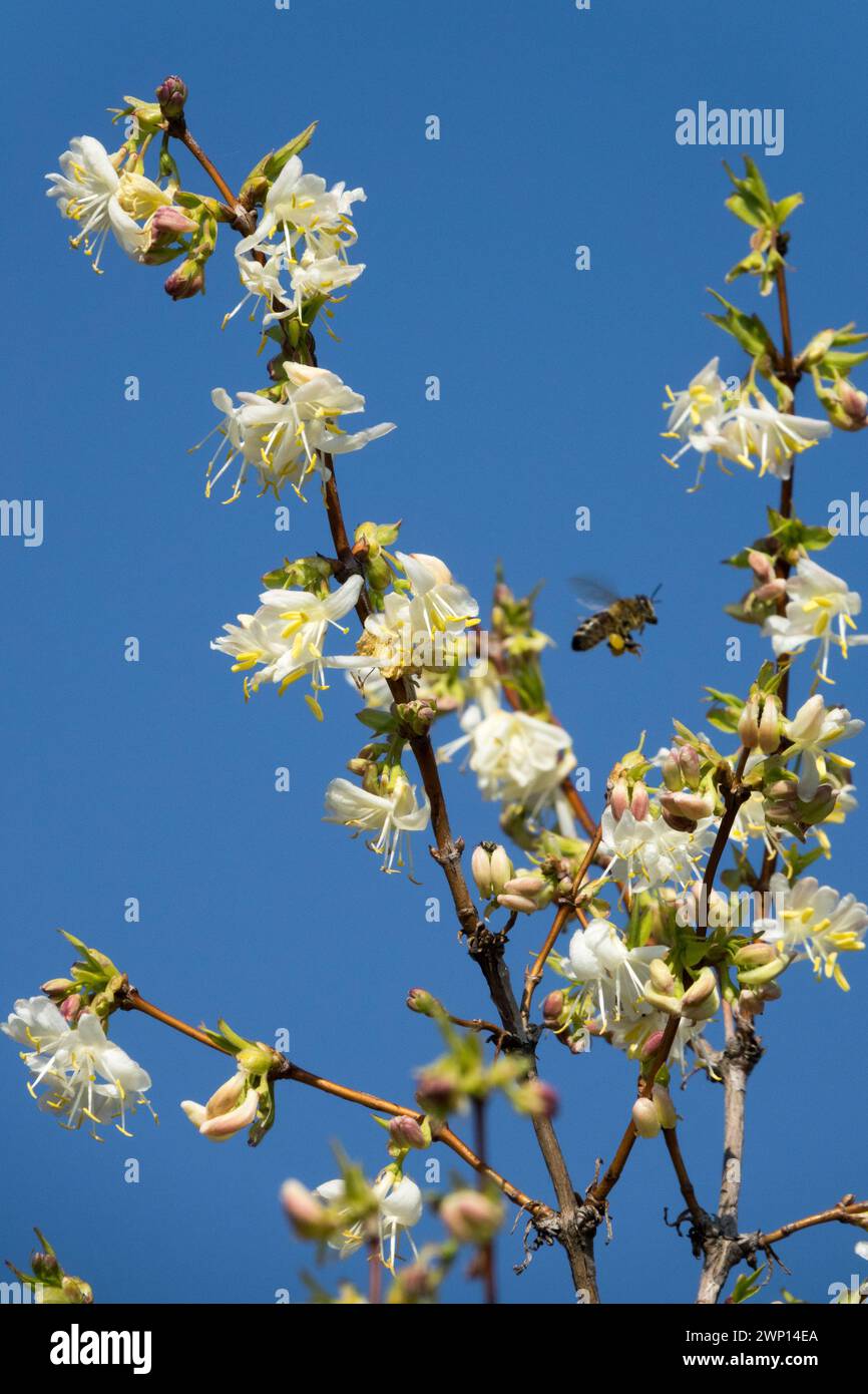Late winter lonicera purpusii flowering twig flower plant hi-res stock ...