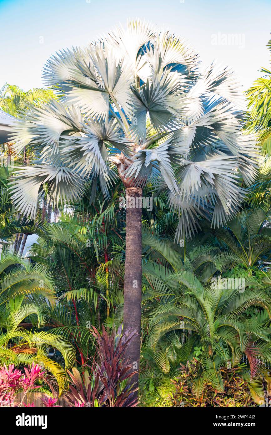 A large mature Bismarck Palm Tree (Bismarckia nobilis) growing in Port ...