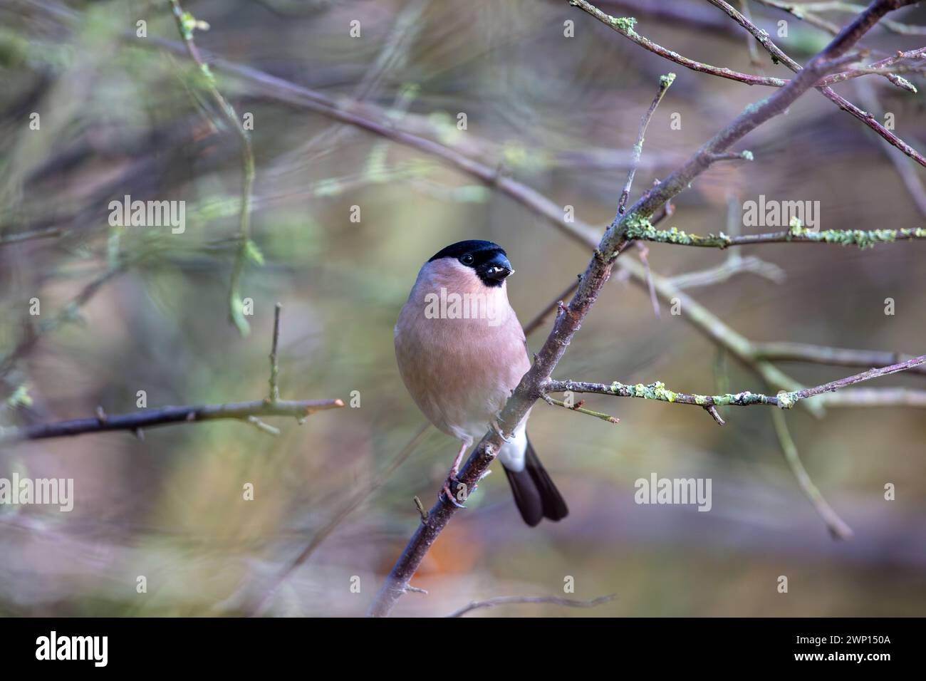 Female bullfinch hi-res stock photography and images - Alamy