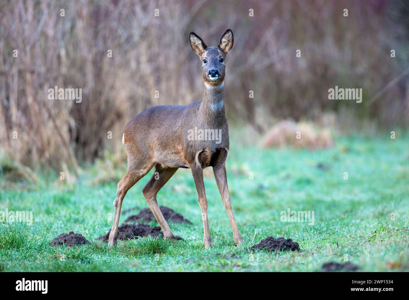 Female Roe Deer in a field near woodland in County Durham, England, UK ...