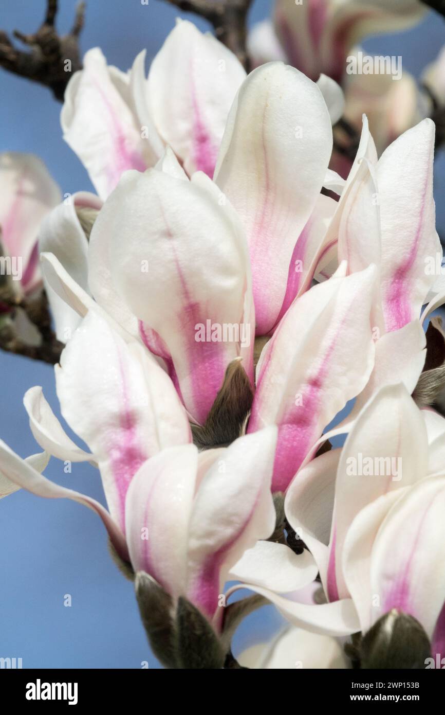 White magnolia flower with pink base hi-res stock photography and ...