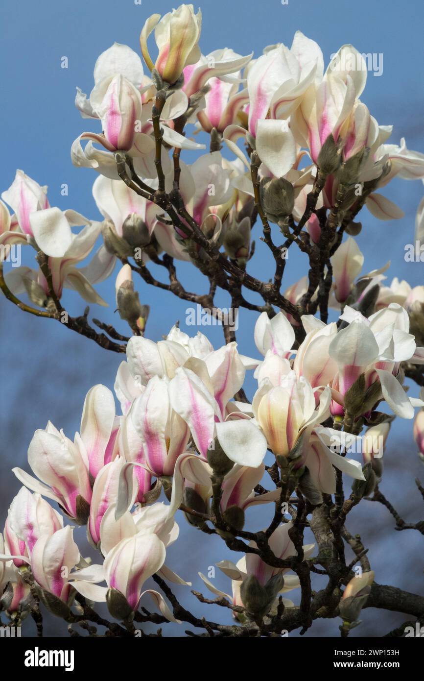 Magnolia tree full bloom hi-res stock photography and images - Alamy