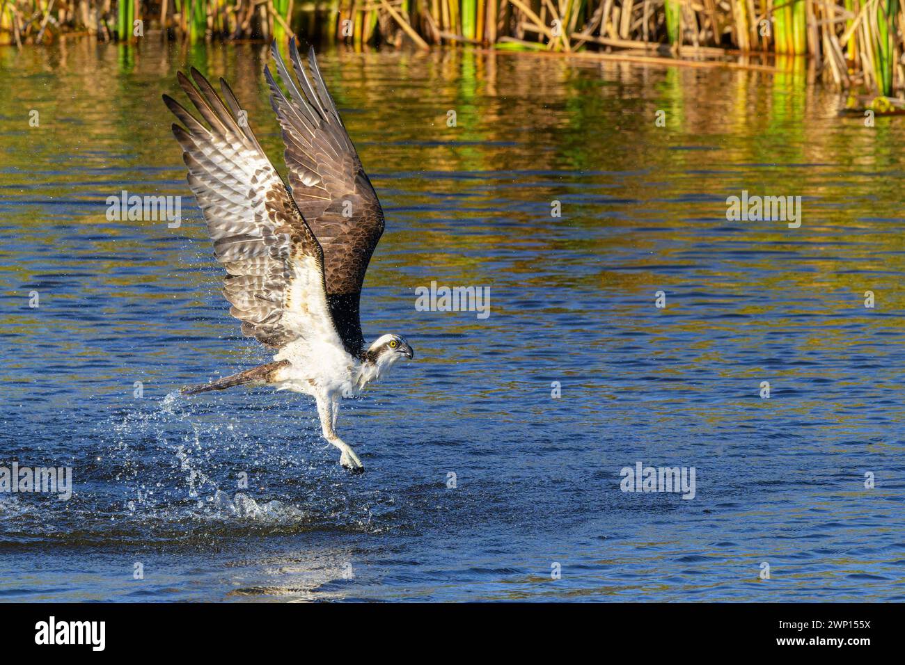 Osprey (Pandion haliaetus) in flight after failed hunting on fish, Lake ...
