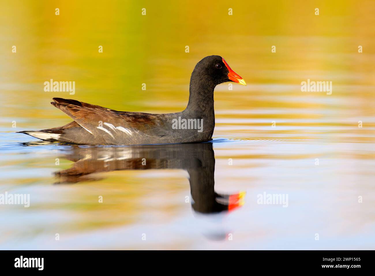 Common Moorhen (Gallinula chloropus) swimming in water with reflection ...