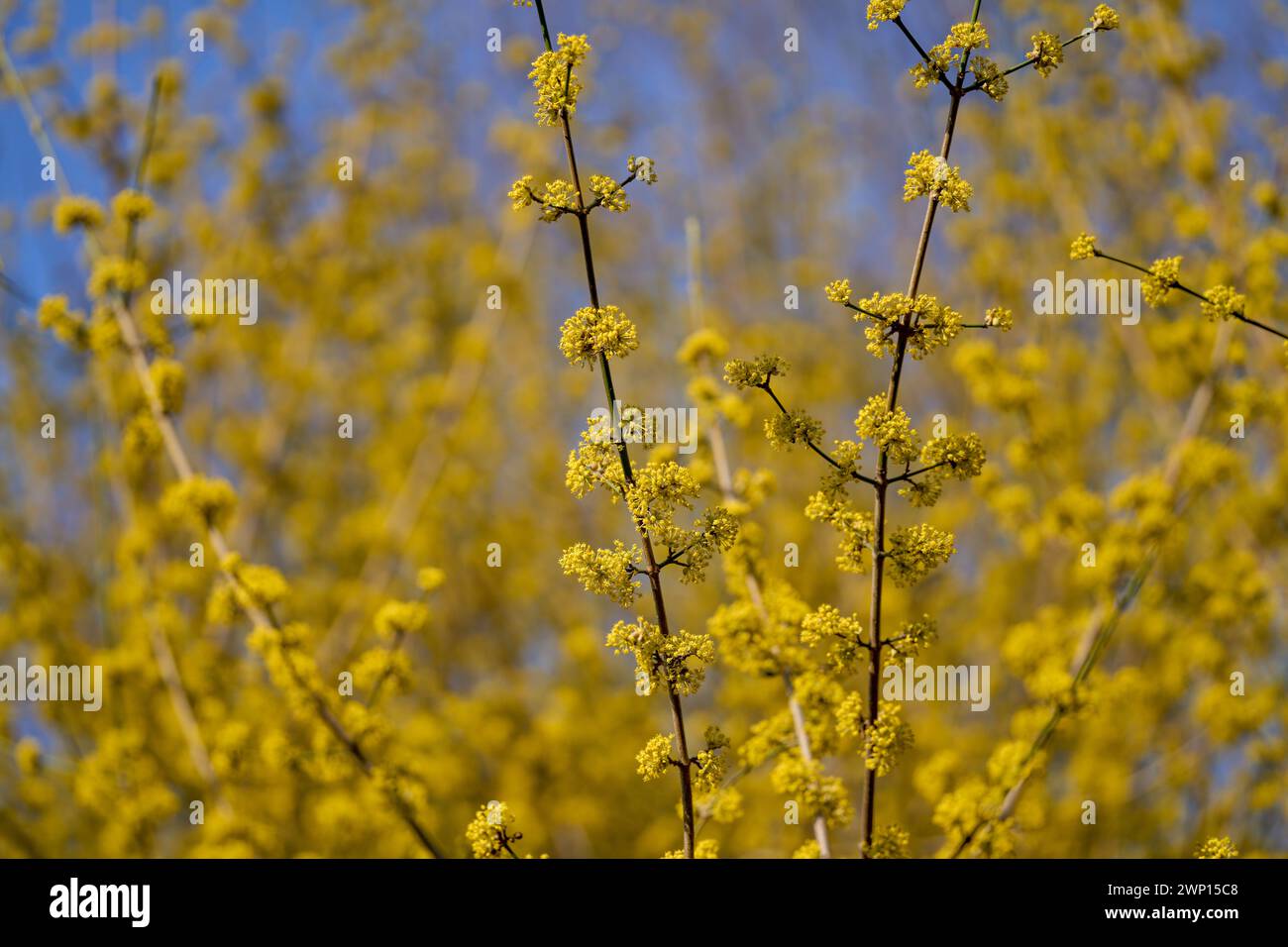 Cornus mas, commonly known as cornel (also the Cornelian cherry ...