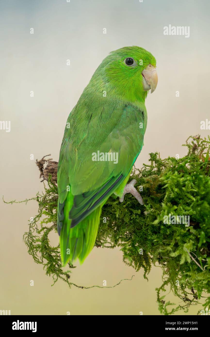 green-rumped parrotlet, Forpus p. passerinus Stock Photo - Alamy