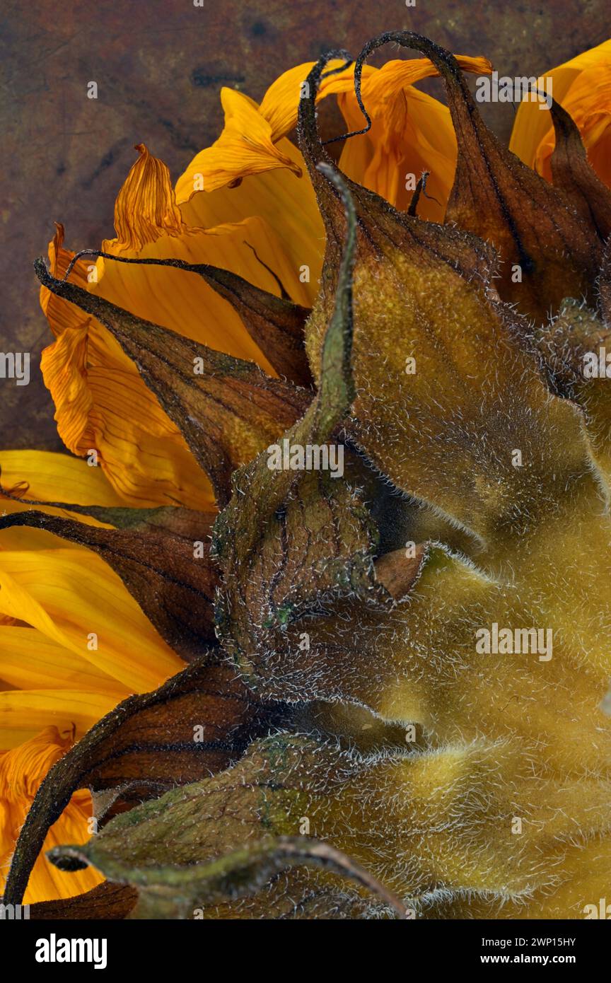 Detail of back of decaying flowerhead of Sunflower lying on tarnished ...