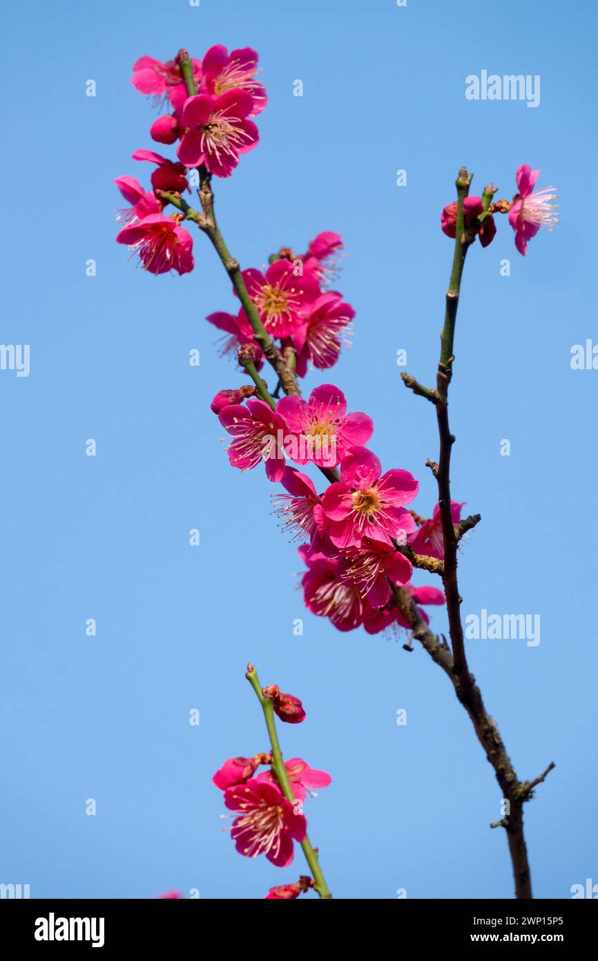 Blossoms branch prunus mume beni chidori blooming winter hi-res stock ...