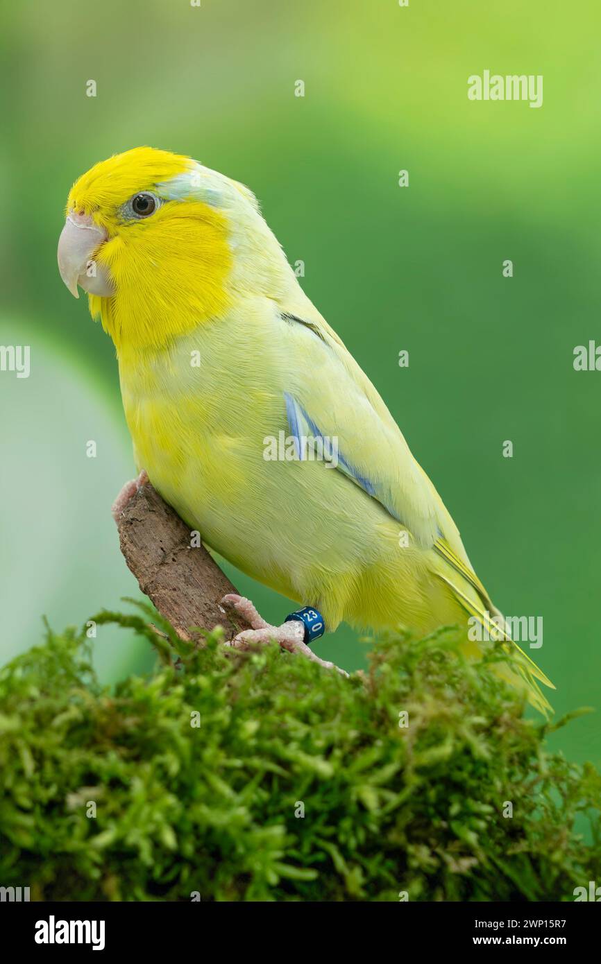 Pacific parrotlet American yellow male , Forpus coelestis Stock Photo ...