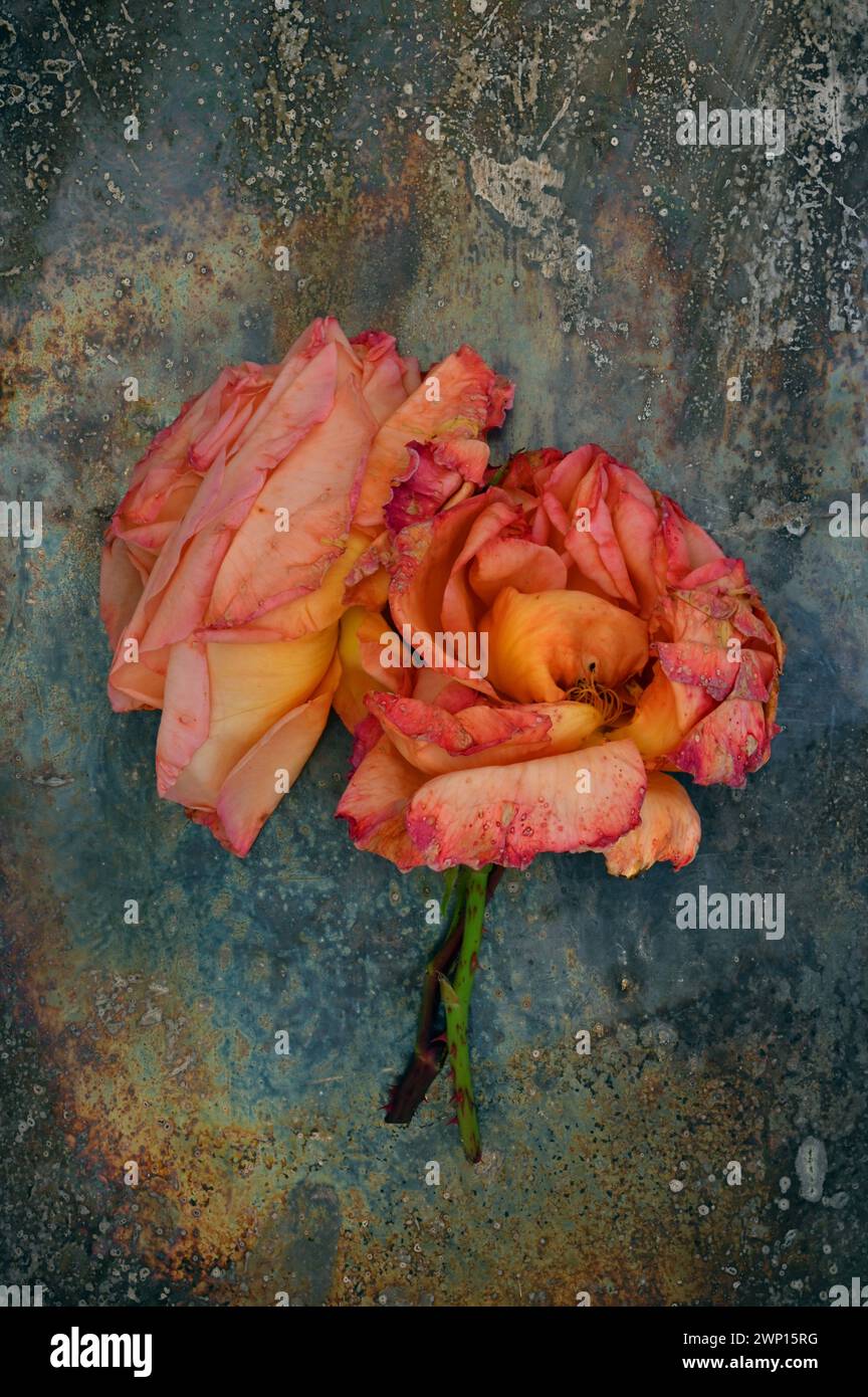 Soft decay hi-res stock photography and images - Alamy