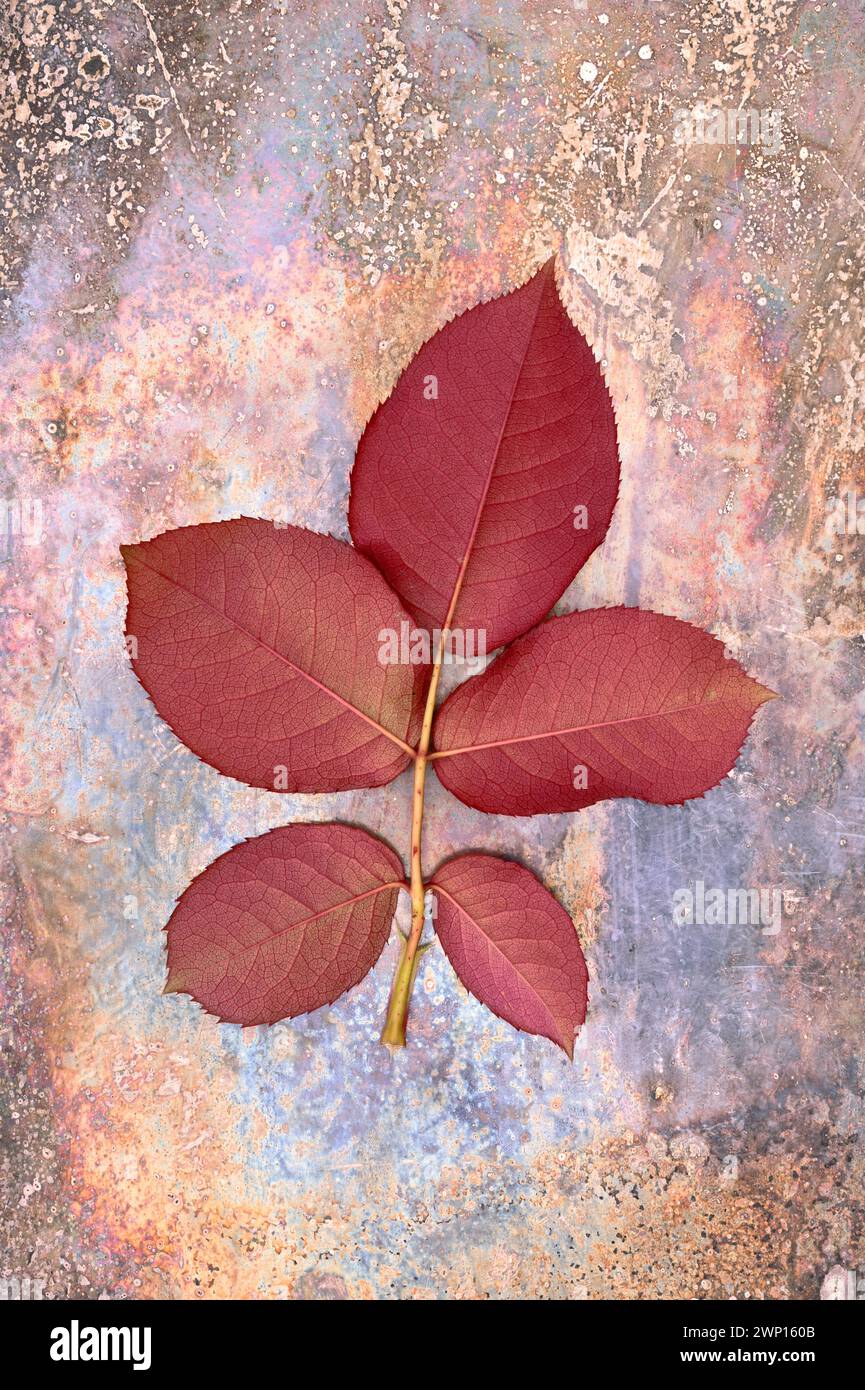 Fresh young red rose leaf with five leaflets lying face down on ...