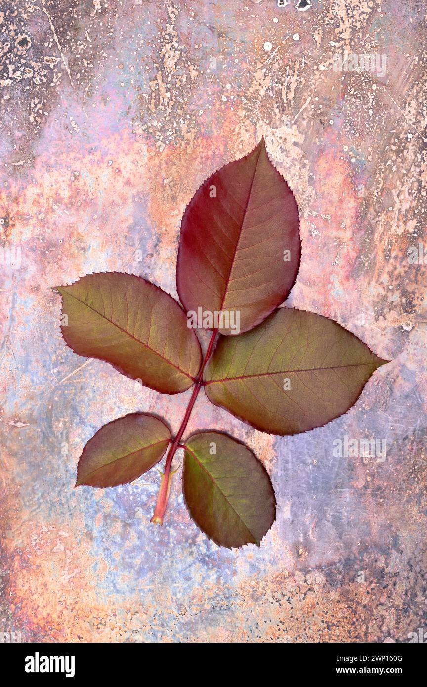 Fresh young dark red and green rose leaf with five leaflets lying face ...