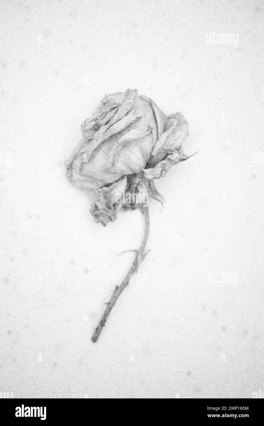 Soft and pencil like black and white image of single soft decaying rose ...