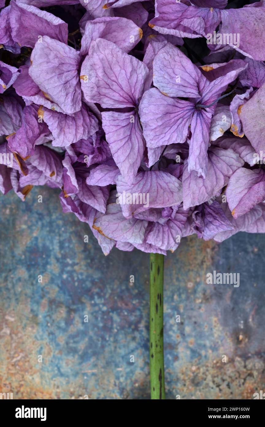 Detail of dried lilac coloured Hydrangea flower and stem lying on ...