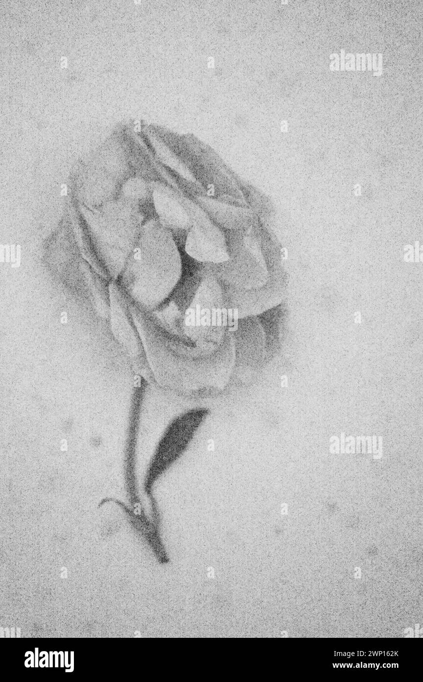 Soft and pencil like black and white image of single soft decaying rose ...