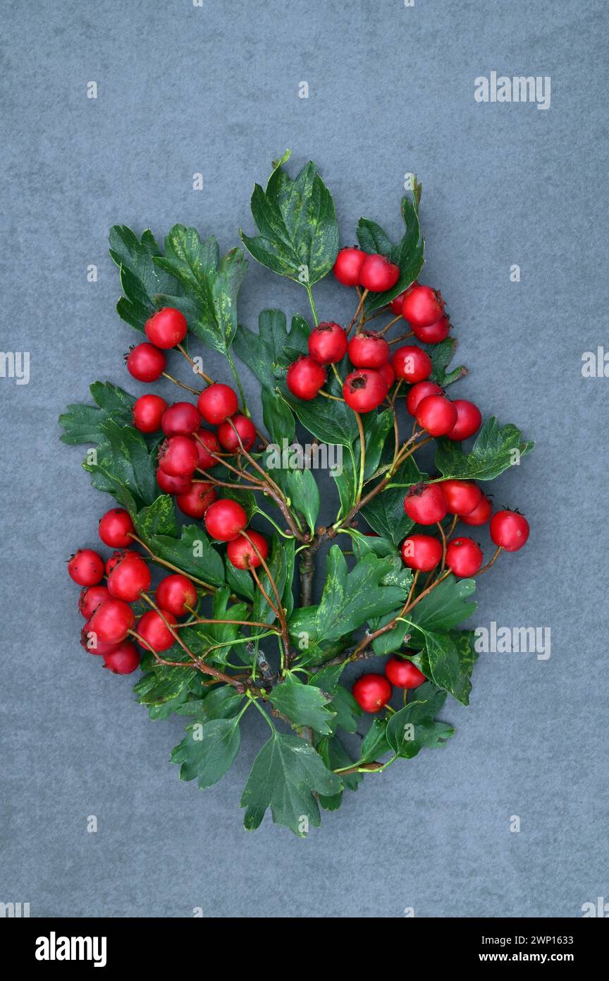 Sprig of red Hawthorn berries and green leaves looking like festive ...