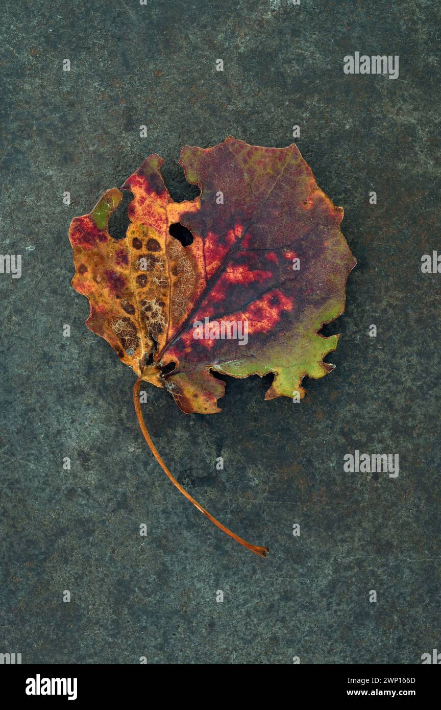 Single autumn leaf of Aspen tree multicoloured from green to red and ...