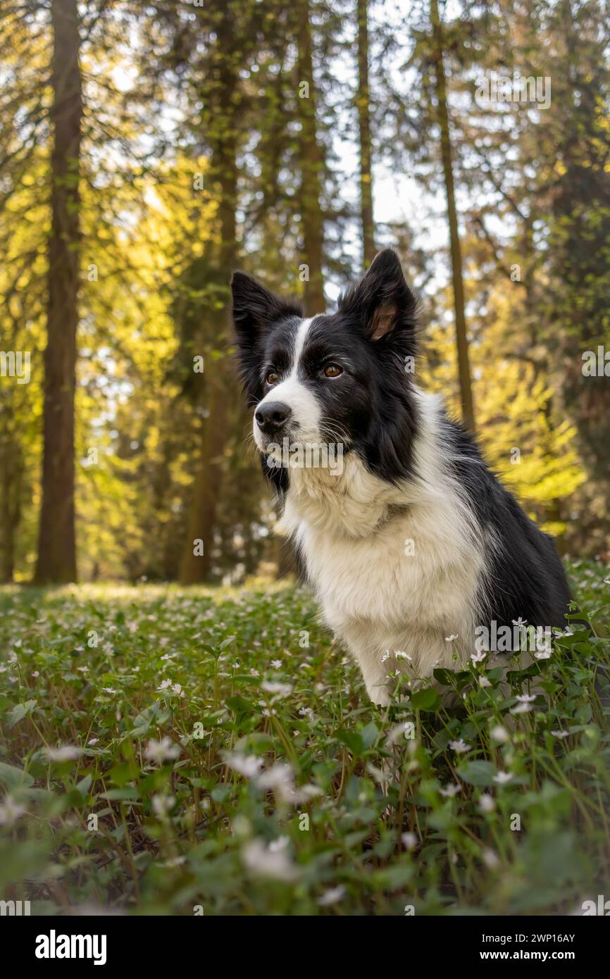 Vertical Portrait of Border Collie in a Forest Meadow. Cute Black and ...