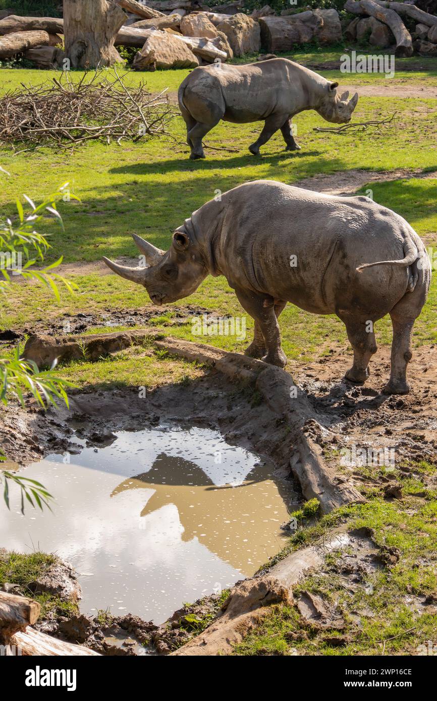 Vertical View of Eastern Black Rhinoceros in Zoo. Diceros Bicornis ...