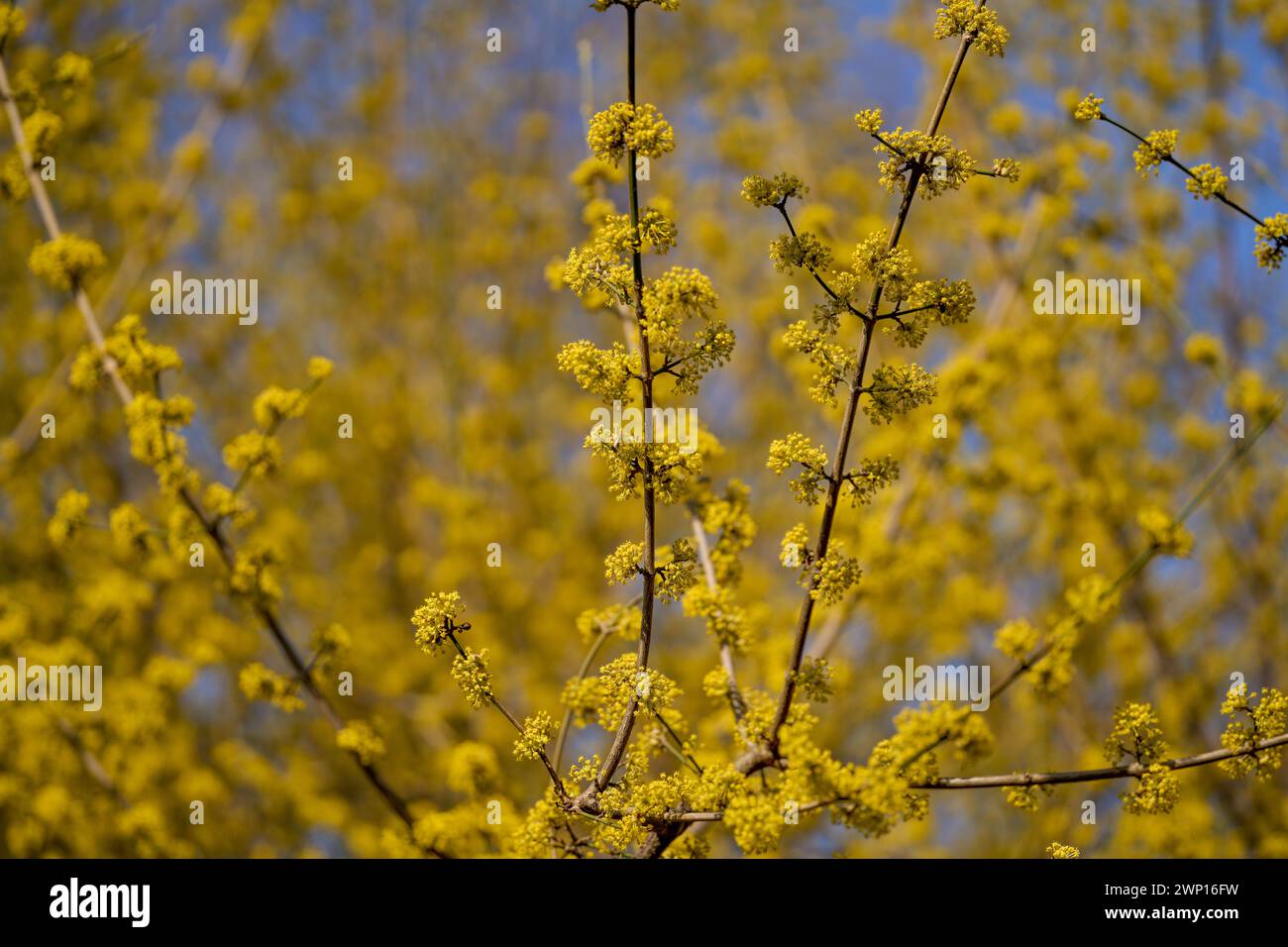 Cornus mas, commonly known as cornel (also the Cornelian cherry ...