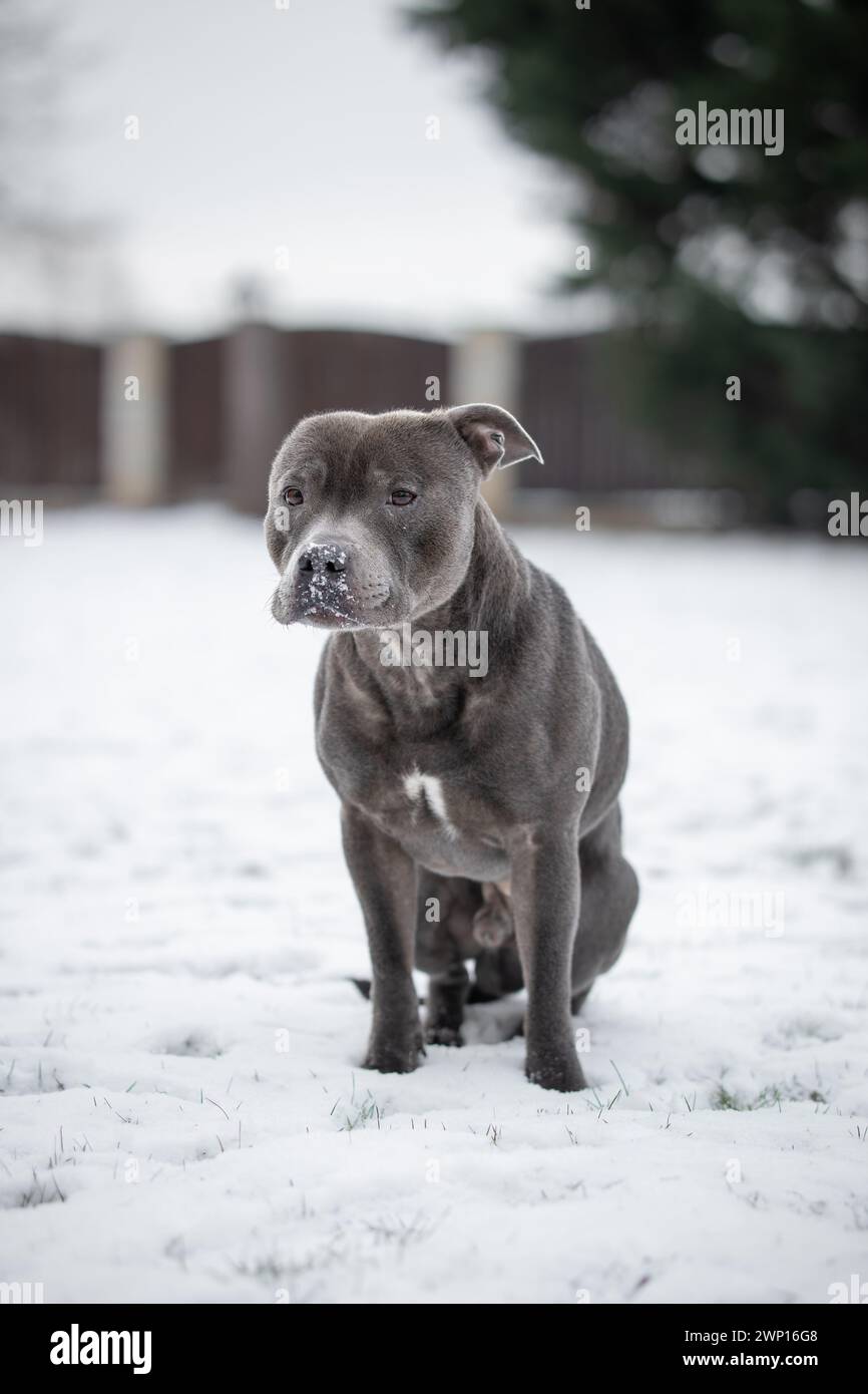 Blue Staffy Sits in the Garden Covered by Snow. Vertical Portrait of ...