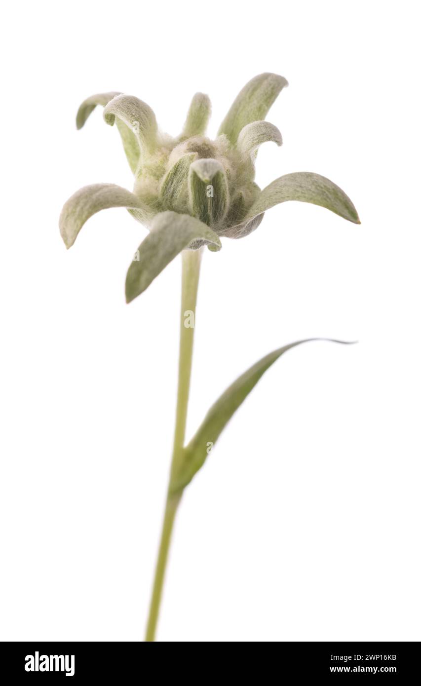 Edelweiss folwer isolated on white background Stock Photo - Alamy