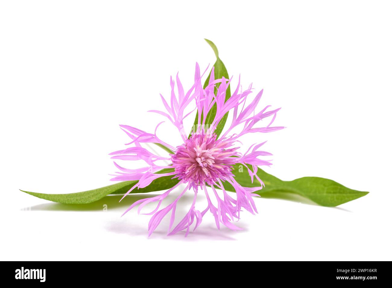 short fringed knapweed flower isolated on white background Stock Photo ...