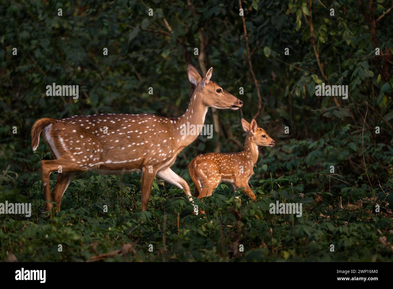 Chital - Axis axis, beautiful colored small deer from Asian grasslands ...