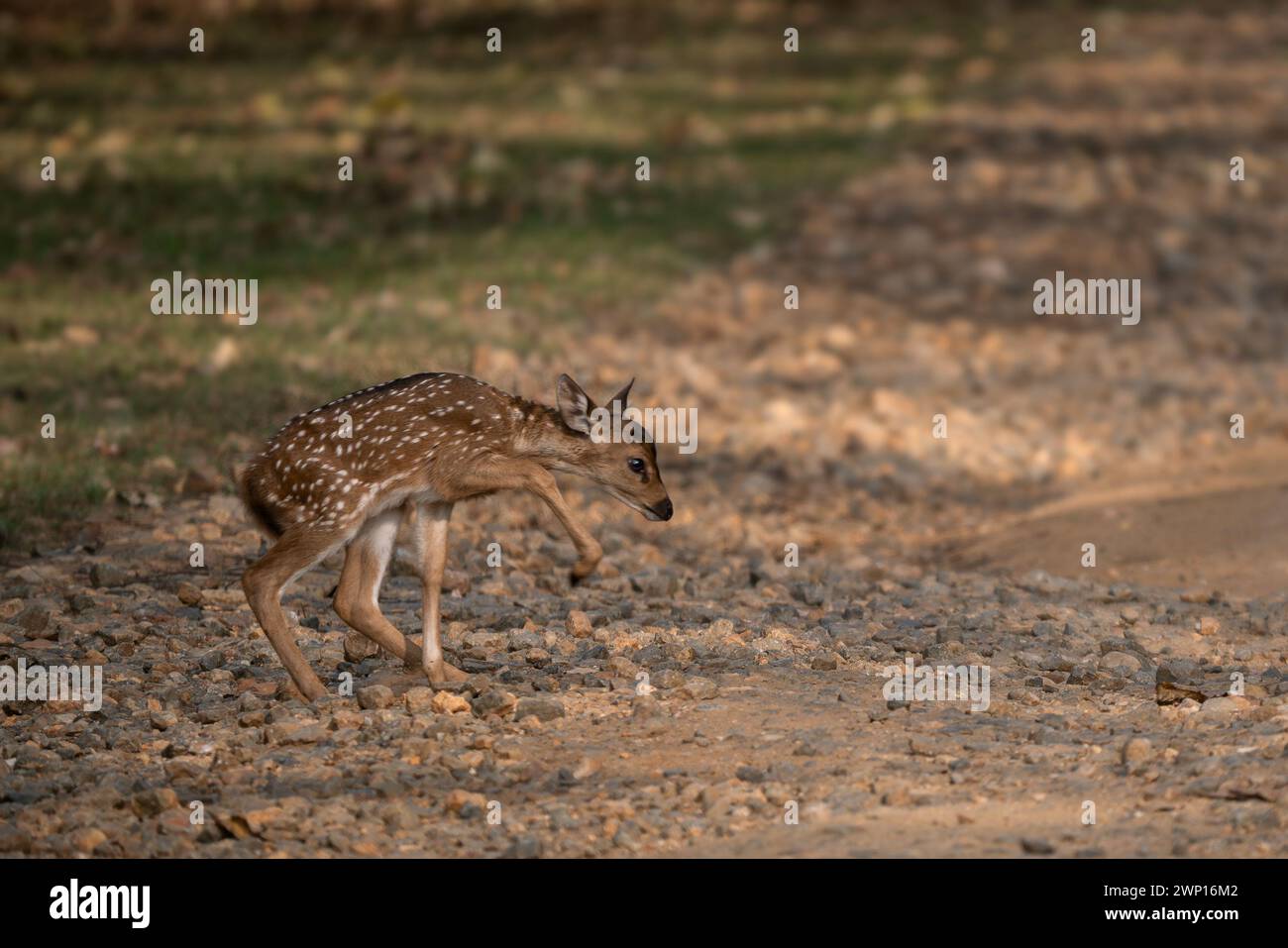 Chital - Axis axis, beautiful colored small deer from Asian grasslands ...