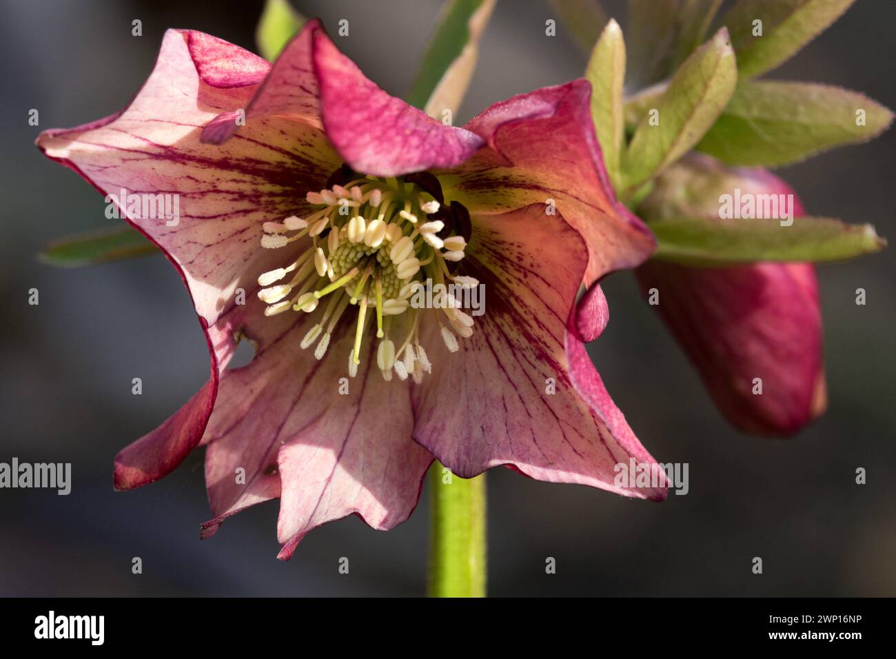 Helleborus "Apricot Picotee" Lenten rose Hellebore Helleborus ...