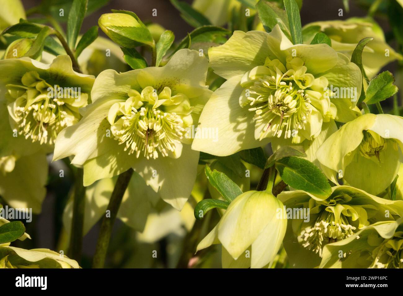 Helleborus fruhlingssone yellow flowers hellebores lenten rose hi-res ...